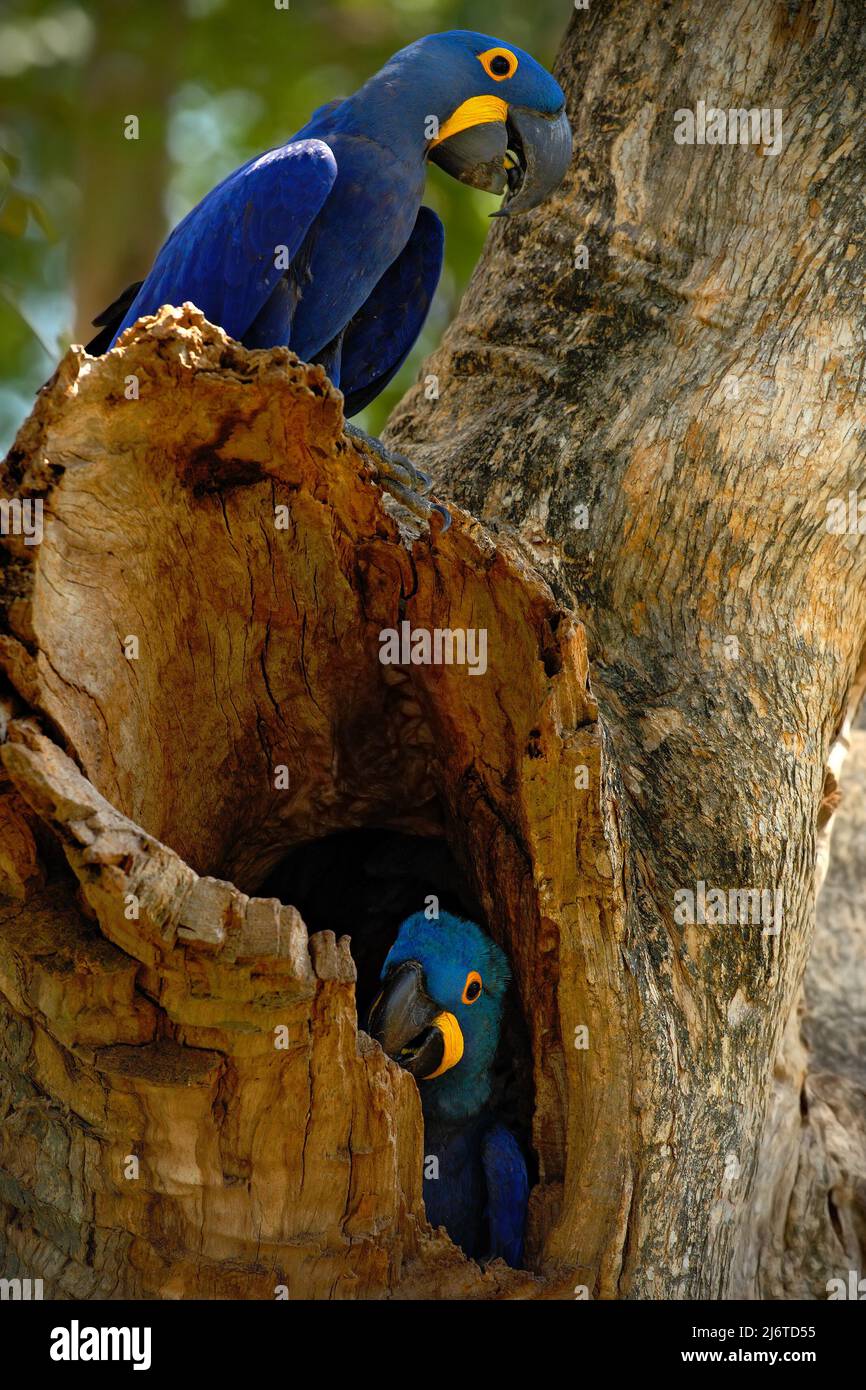 Pair of rare bird, blue parrot Hyacinth Macaw in nest tree in Pantanal ...