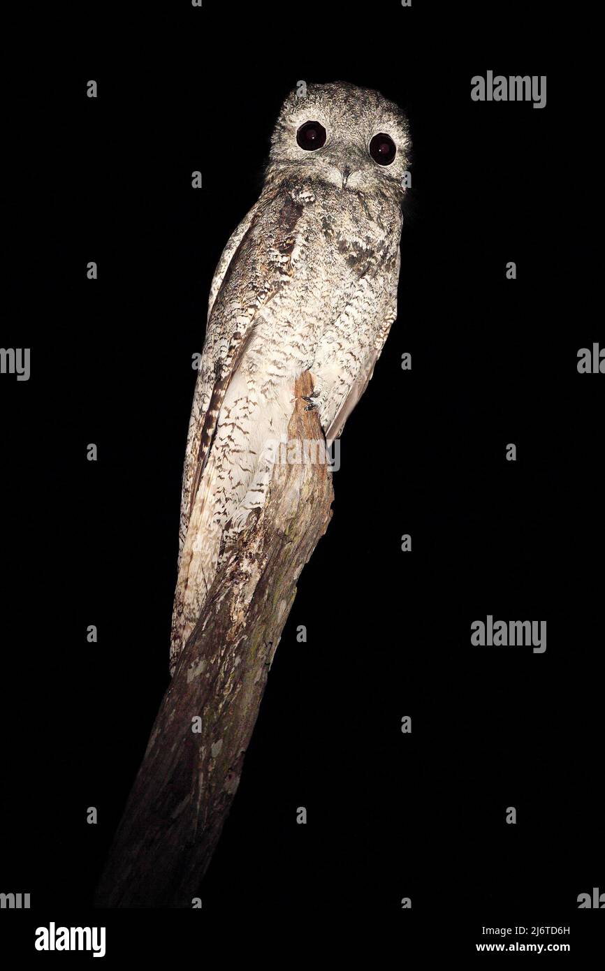 Common Potoo, Nyctibius griseus, nocturnal tropic bird in flight with ...