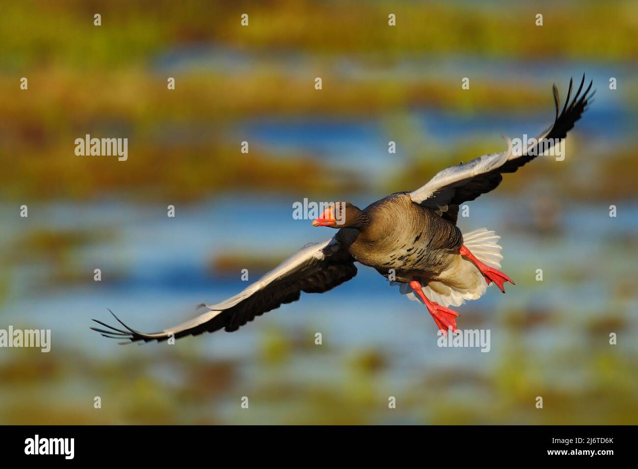 Greylag Goose, Anser anser, flying bird in the nature habit, action ...
