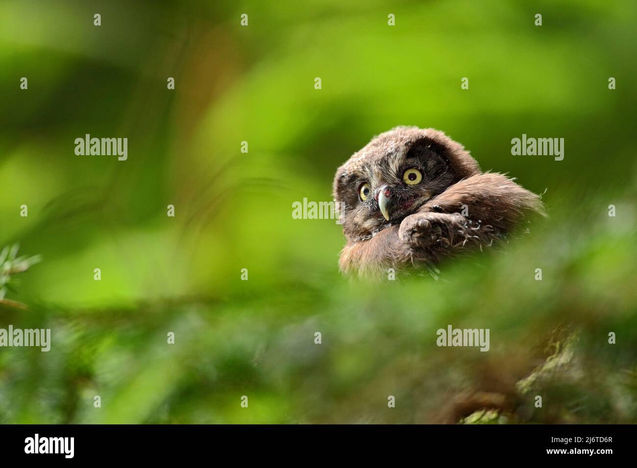 Small bird Boreal owl, Aegolius funereus, sitting on the tree branch in ...