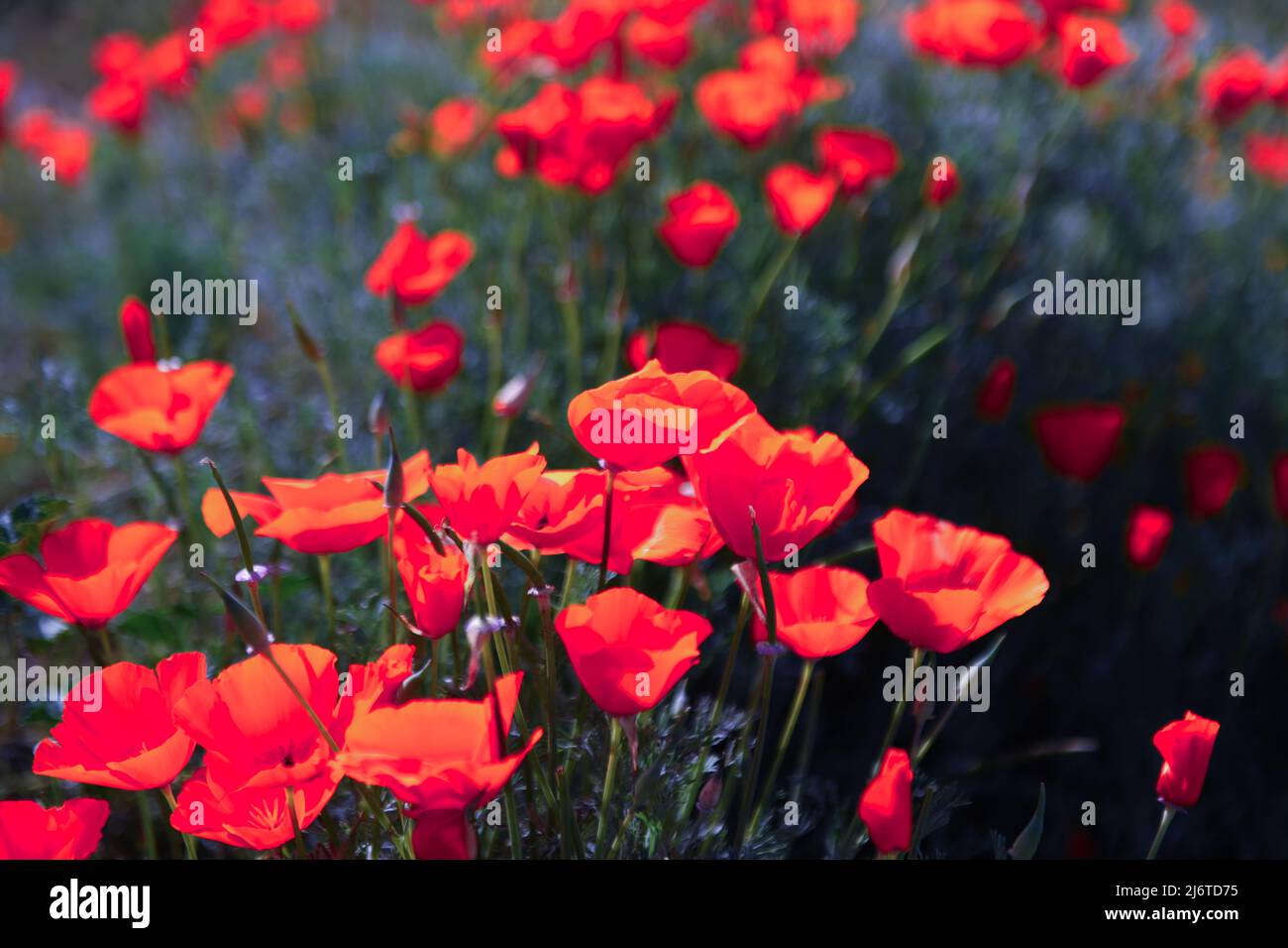 Poppy flower for Remembrance Day, Memorial Day, Anzac Day in New ...