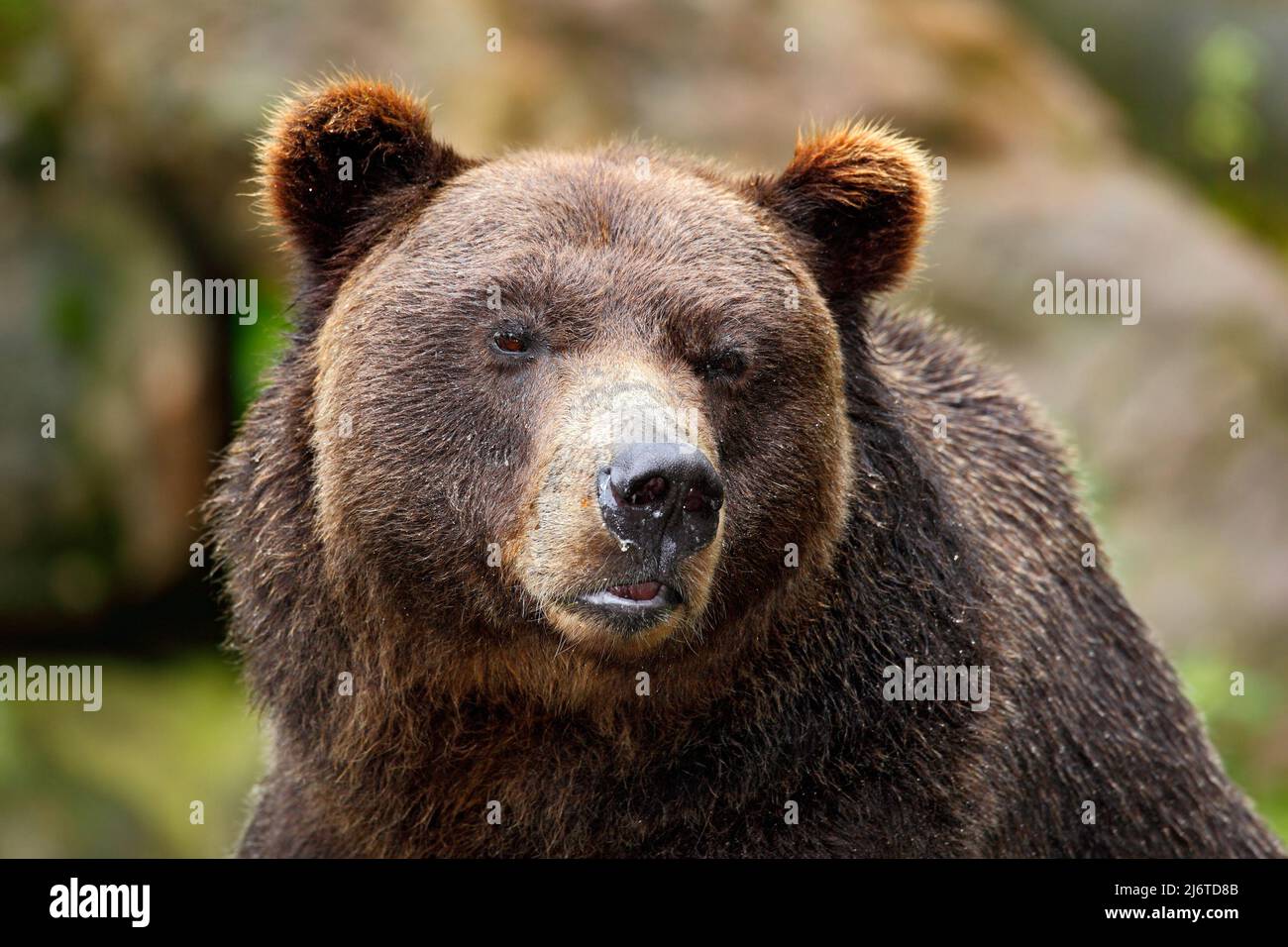 Portrait of brown bear Stock Photo - Alamy Portrait of brown bear Stock Photo - Alamy