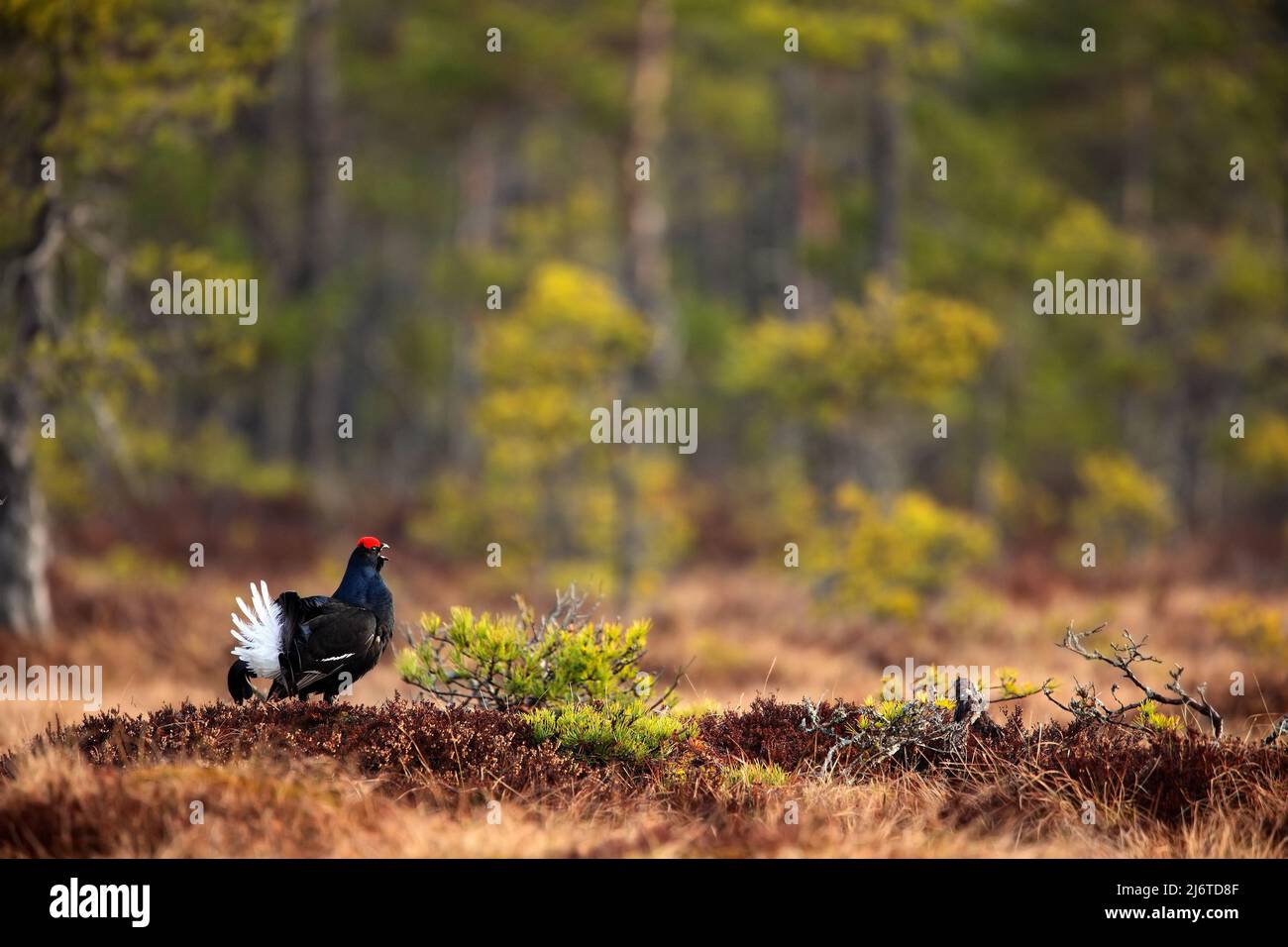 Black Grouse, Tetrao tetrix, lekking nice black bird in marshland, red ...