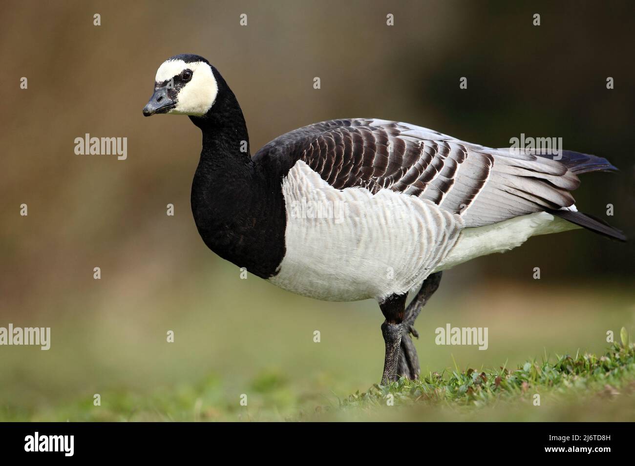Black and white bird Barnacle Goose, Branta leucopsis, France Stock ...