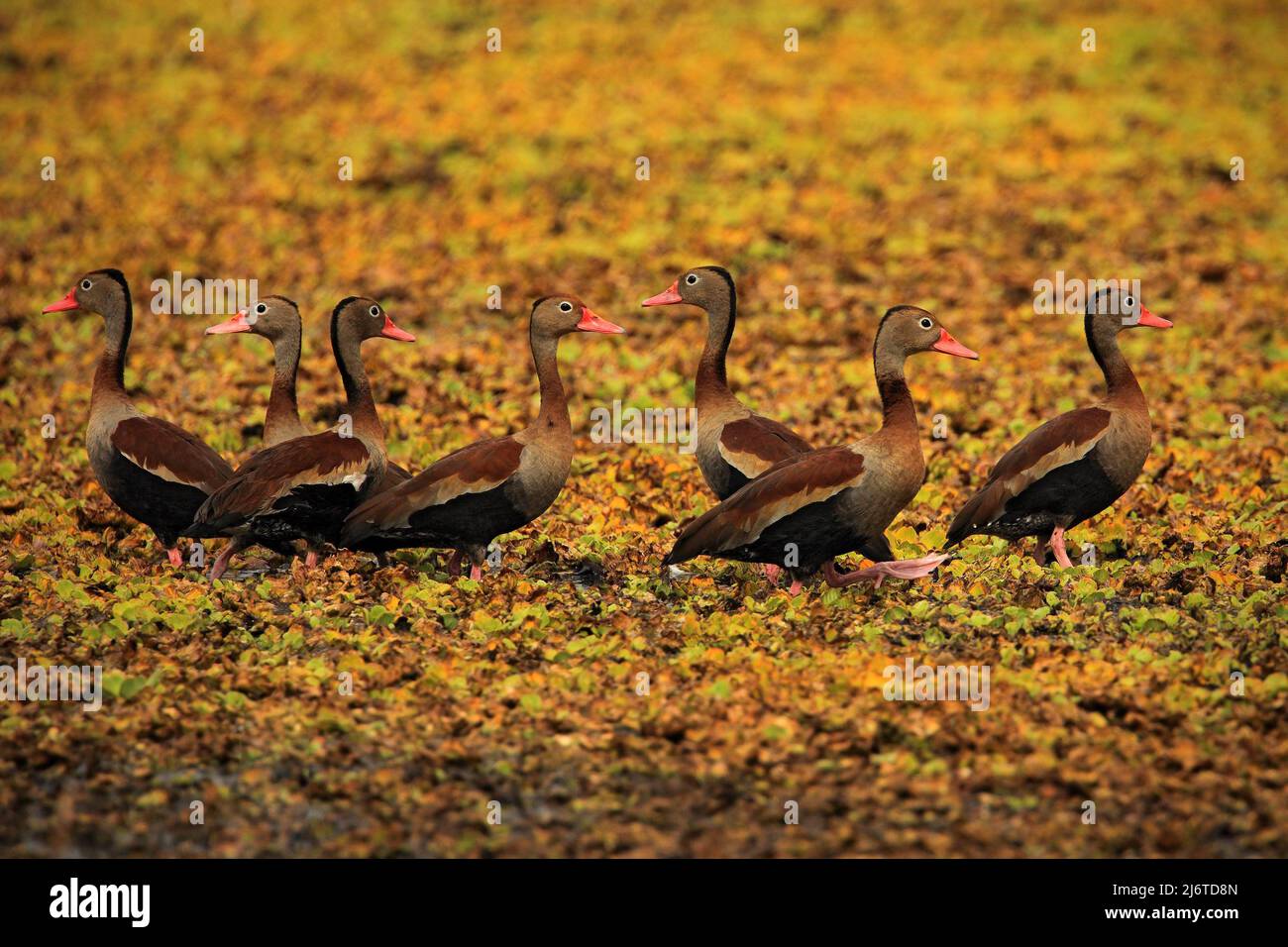 Black-bellied Whistling-Duck, Dendrocygna autumnalis, flock of brown ...