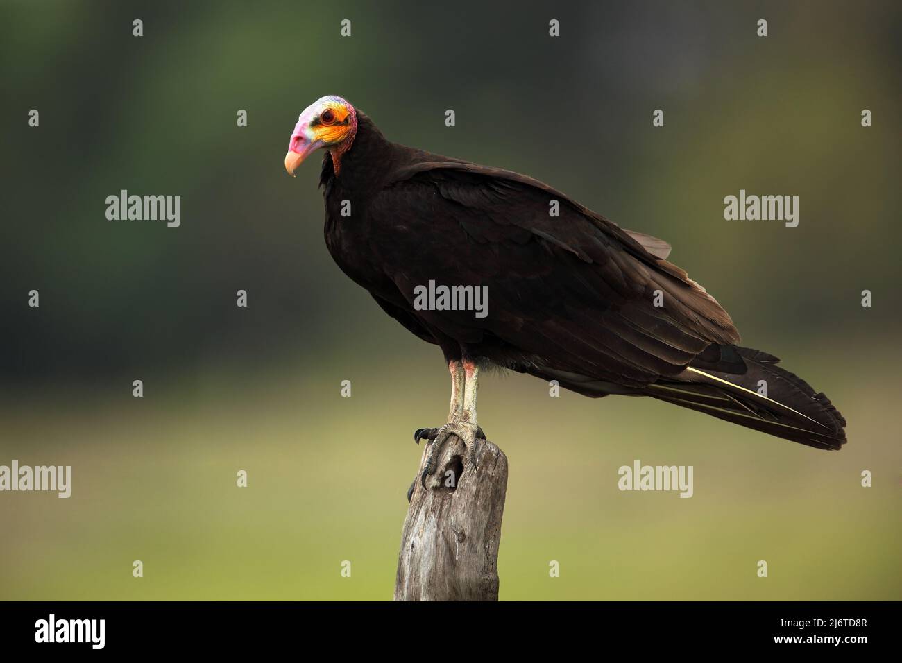 Lesser Yellow-headed Vulture, Cathartes burrovianus, Pantanal, Brazil ...
