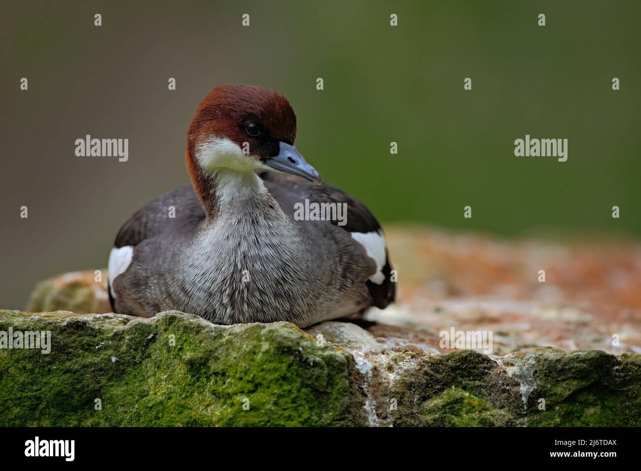 Water bird duck Smew, Mergus albellus, sitting on the stone Stock Photo ...