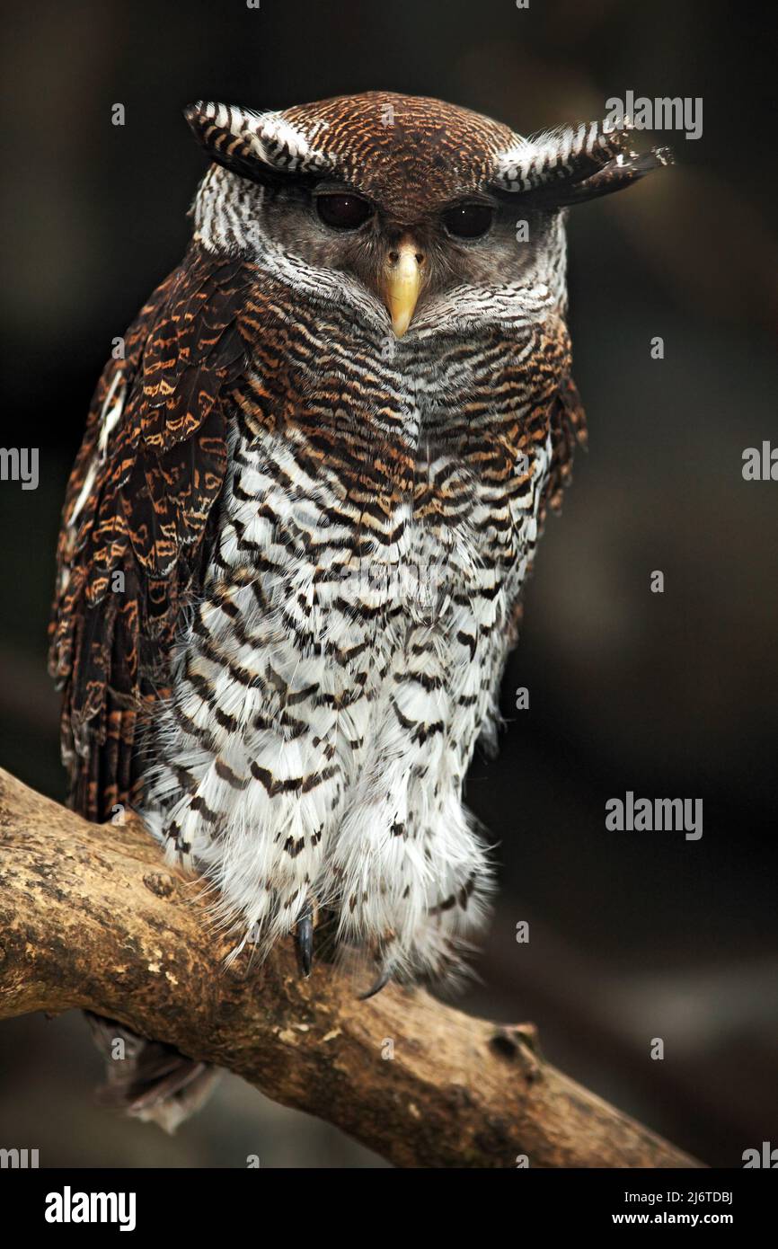 Barred Eagle Owl, Bubo sumatranus, Malaysia Stock Photo - Alamy