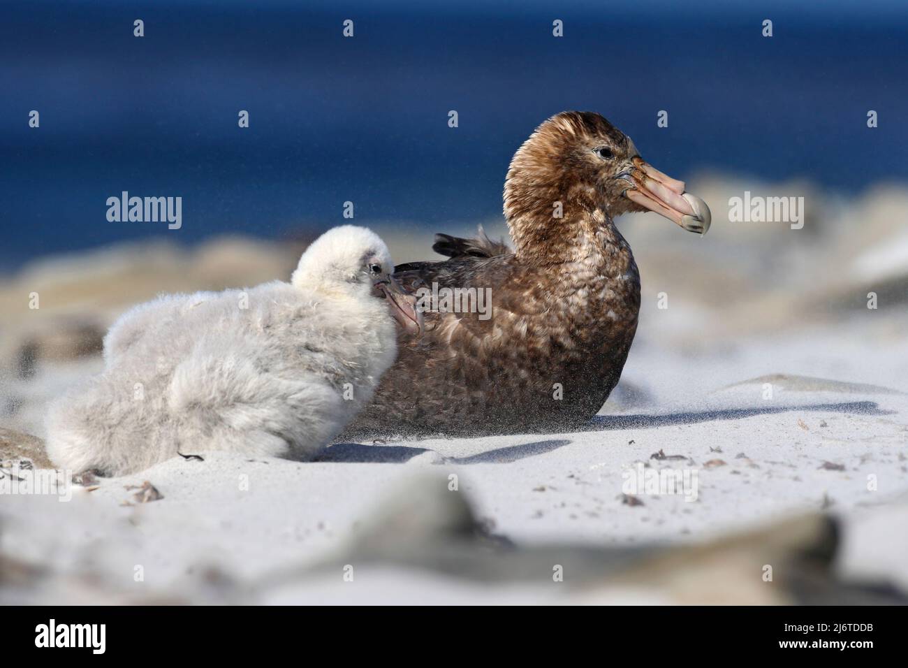 Giant petrel, Macronetes giganticus = giganteus, big sea bird with ...