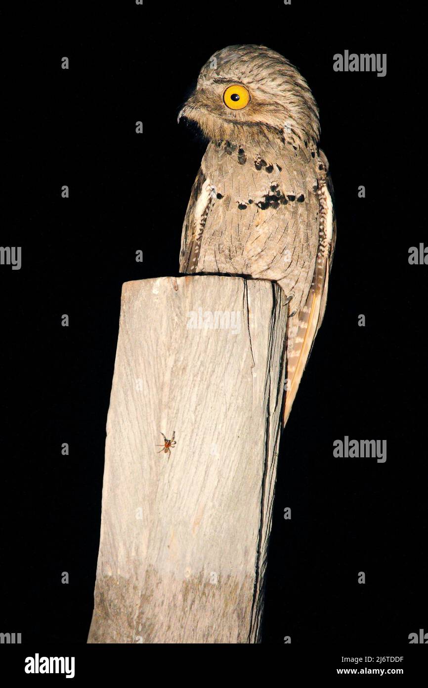 Common Potoo, Nyctibius griseus, nocturnal tropic bird in flight with ...