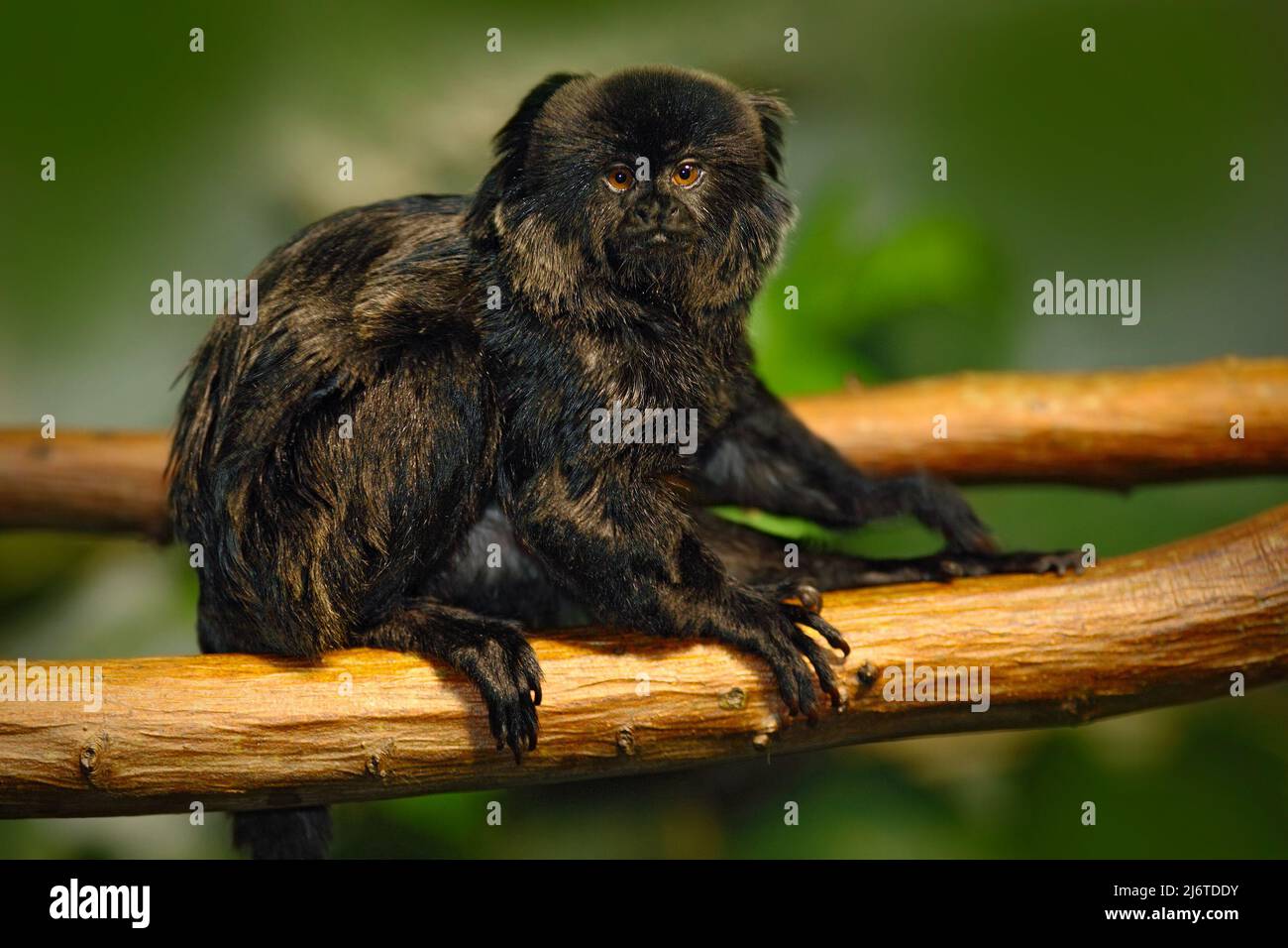 Goeldi's Marmoset or Goeldi's Monkey, Callimico goeldii, dark monkey in ...