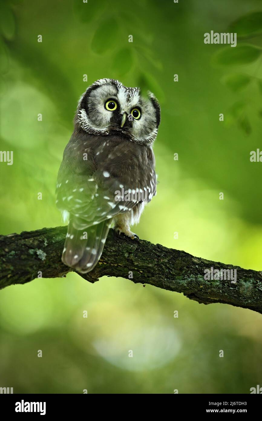 Small bird Boreal owl, Aegolius funereus, sitting on the tree branch in ...