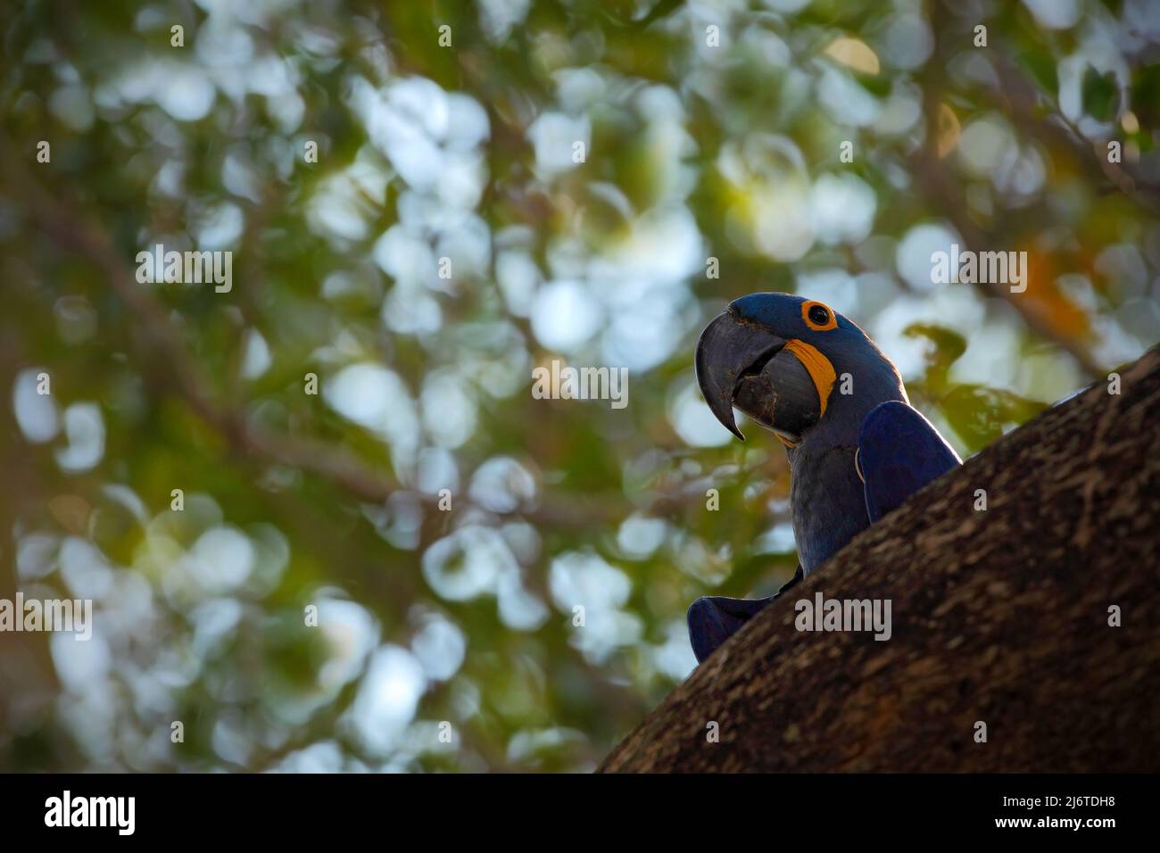 Big blue parrot Hyacinth Macaw, Anodorhynchus hyacinthinus, in tree ...