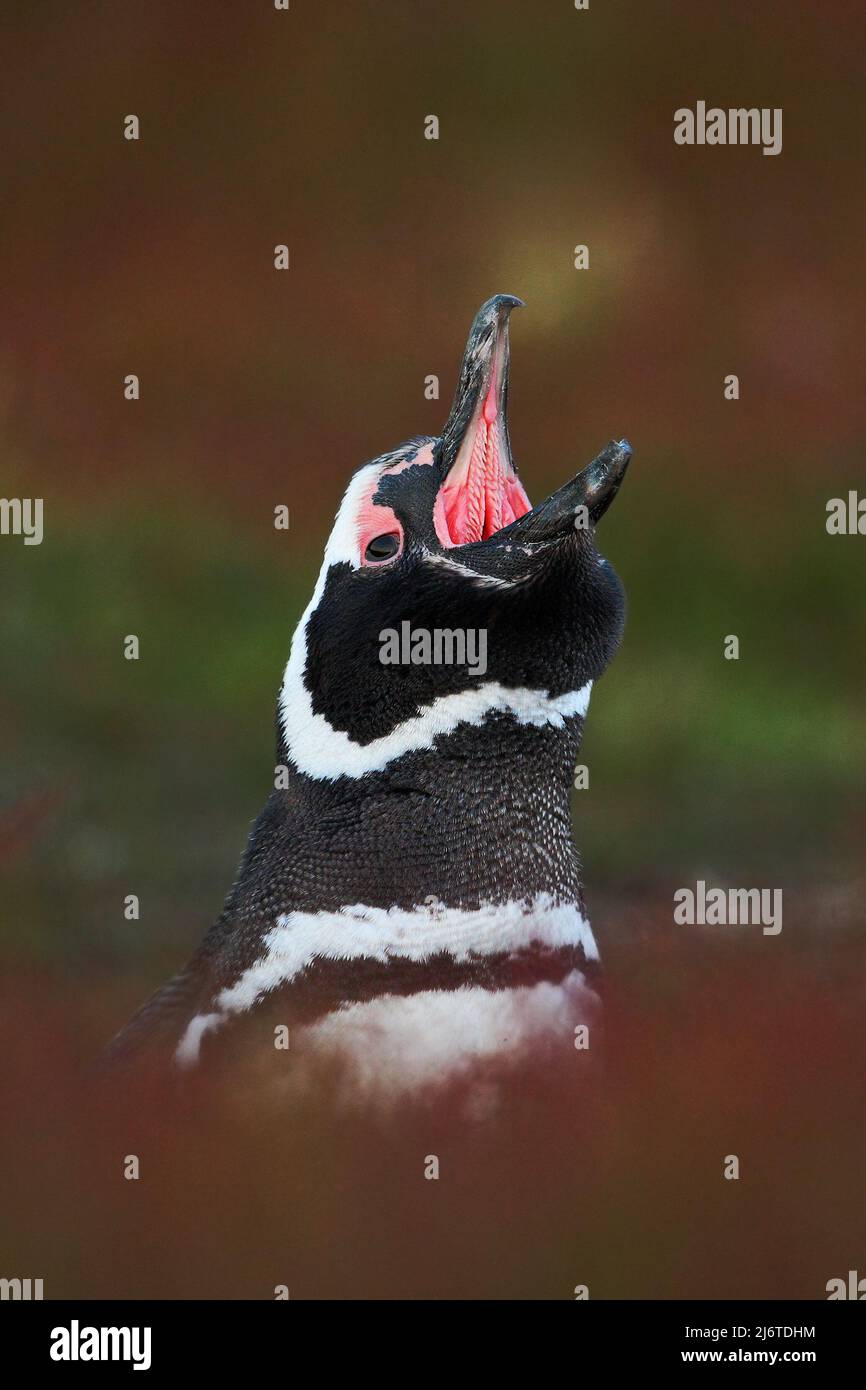 Penguin in the red evening grass, Magellanic penguin. Black and white ...