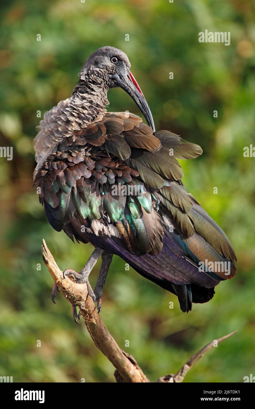 Dark bird Hadada Ibis, Bostrychia hagedash, sitting on the branch with ...