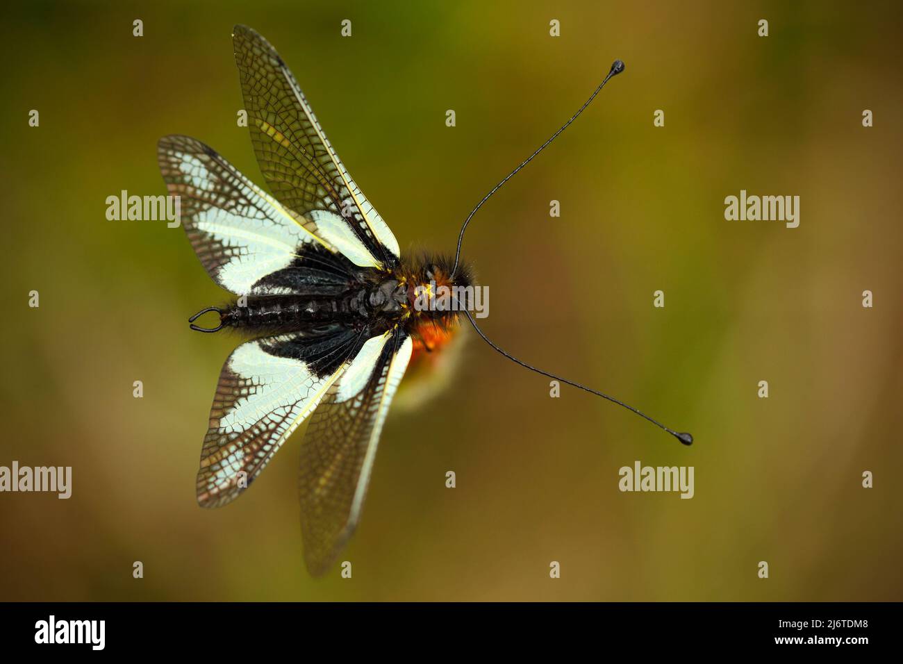 Owlflies, Libelloides lacteus, beautiful insect in the nature habitat ...