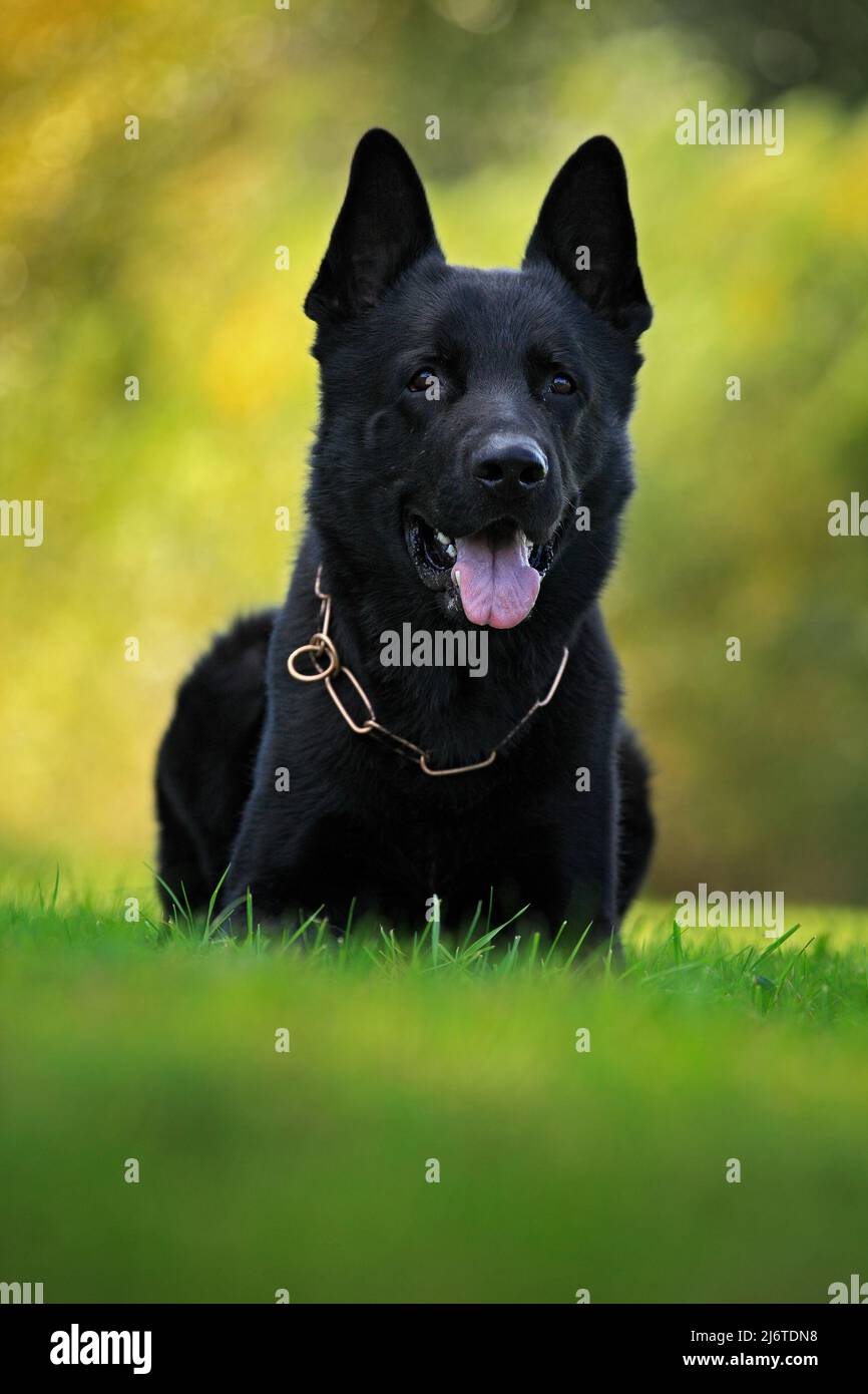 German Shepherd Dog, is a breed of large-sized working dog that ...