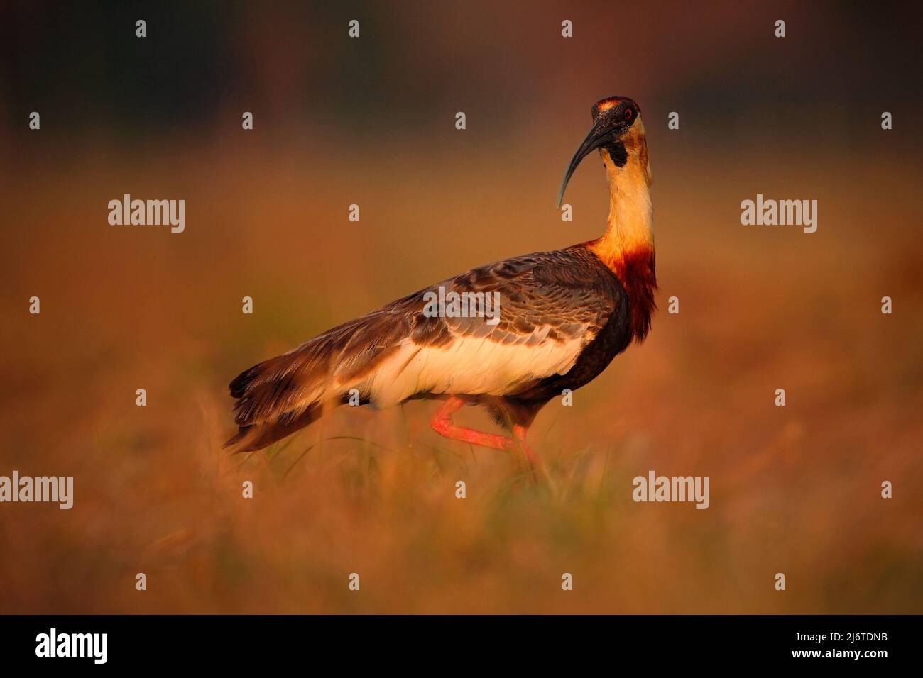 Buff-necked Ibis, Theristicus caudatus, exotic bird in the nature ...
