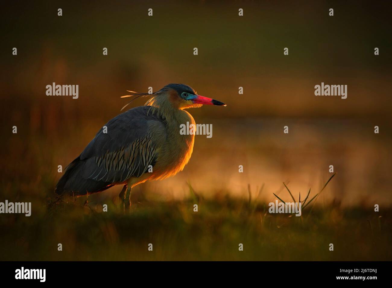 Whistling Heron, Syrigma sibilatrix, bird with evening sun, Pantanal ...