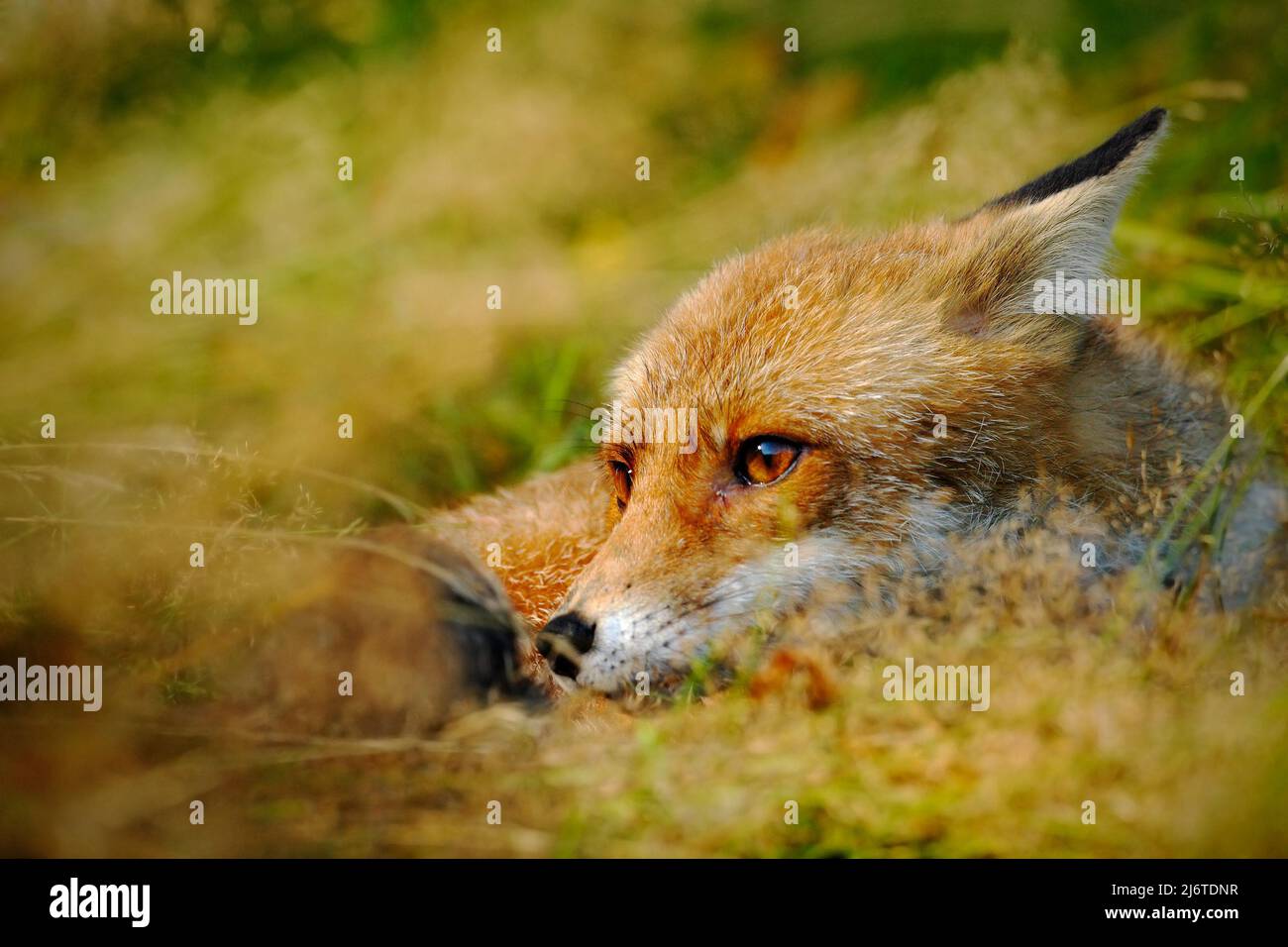 Cute Red Fox, Vulpes vulpes, animal at green forest with stones, in the ...