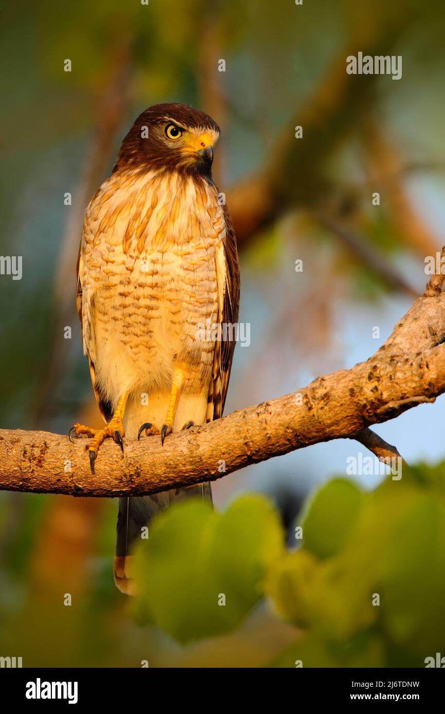 Rufous-thighed Kite, Harpagus diodon, birds of prey in the nature ...