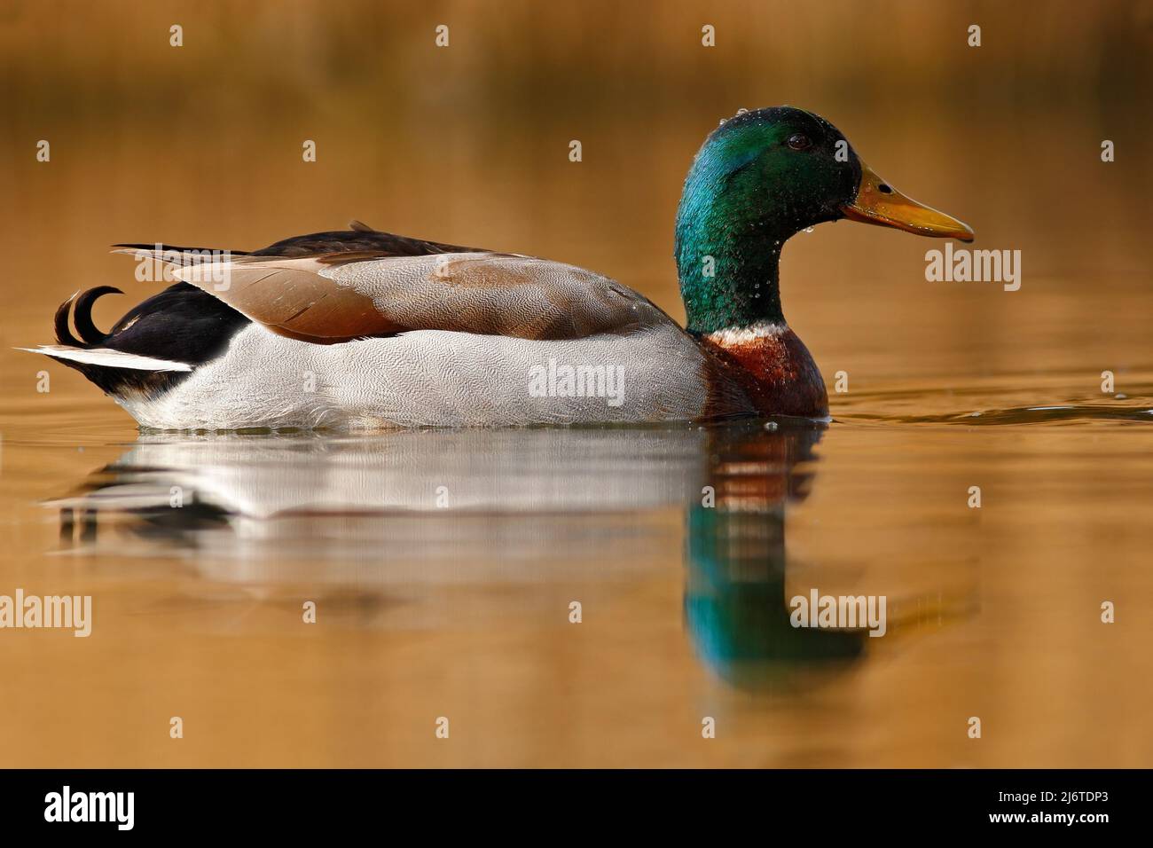 Quacking bird hi-res stock photography and images - Alamy