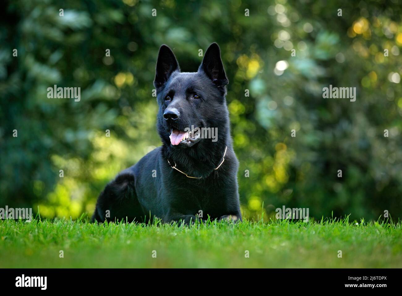 German Shepherd Dog, is a breed of large-sized working dog that ...