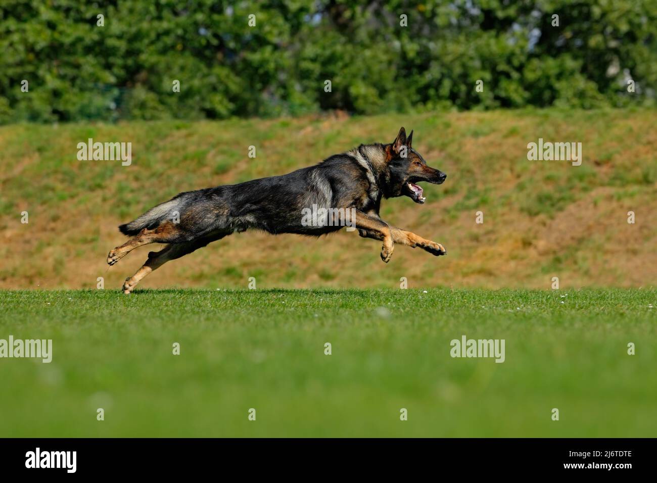 German Shepherd Dog, is a breed of large-sized working dog that ...