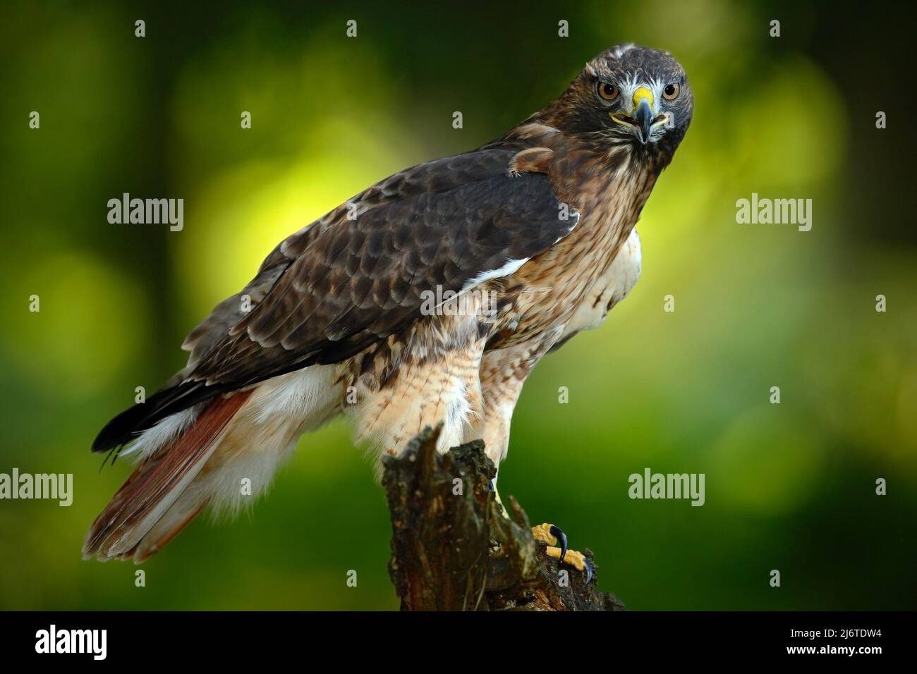 Red-tailed Hawk, Buteo jamaicensis, bird of prey portrait with open ...