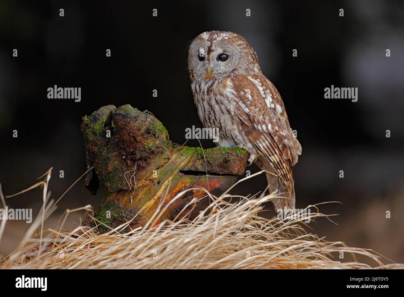Brown bird Tawny owl sitting on tree stump with grass in the dark ...