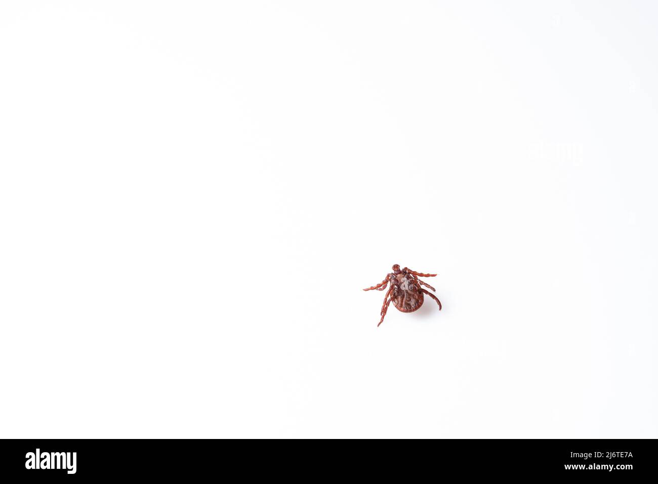 Insect tick isolated on a white background. A dangerous arachnid tick ...