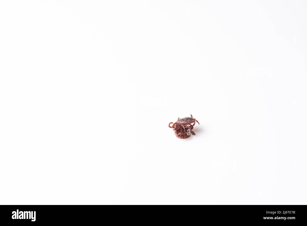 Insect tick isolated on a white background. A dangerous arachnid tick ...