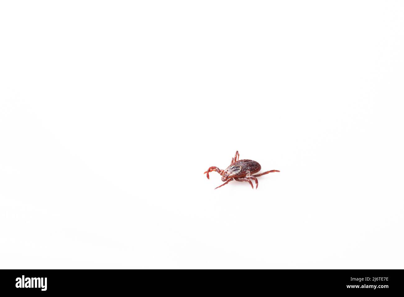 Insect tick isolated on a white background. A dangerous arachnid tick ...