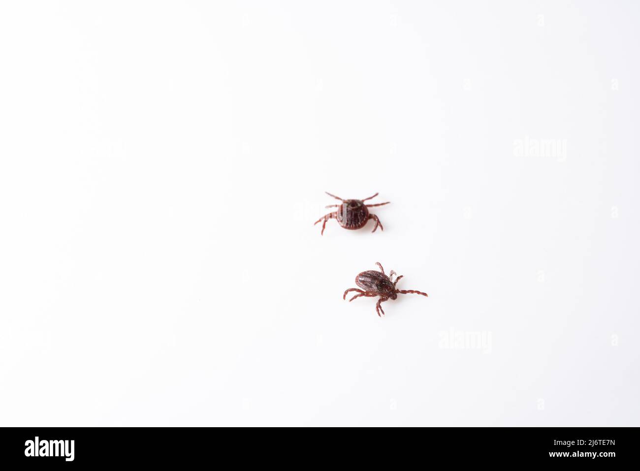 Insect tick isolated on a white background. A dangerous arachnid tick ...