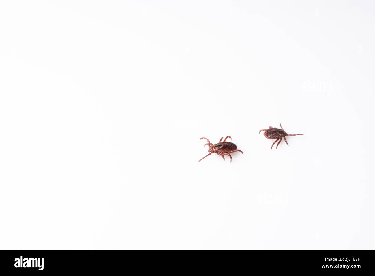 Insect tick isolated on a white background. A dangerous arachnid tick ...