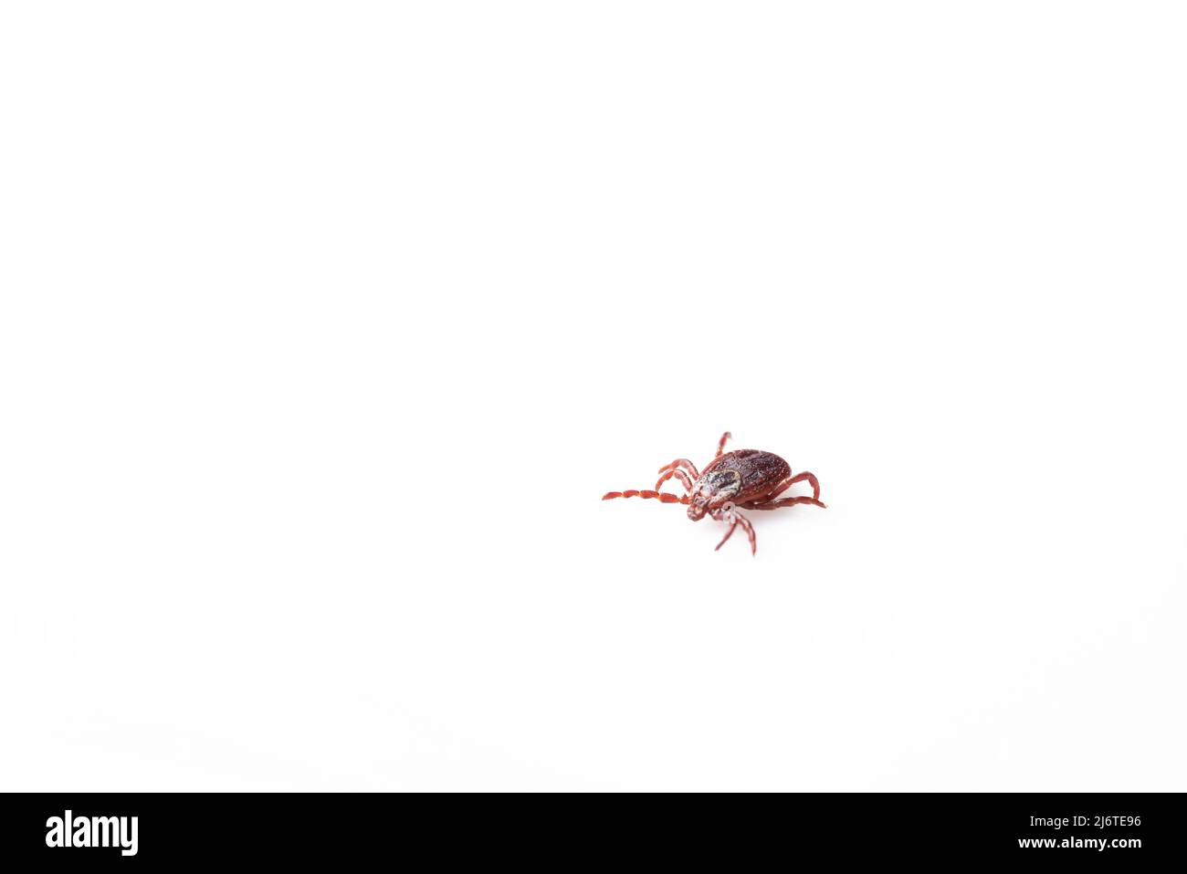 Insect tick isolated on a white background. A dangerous arachnid tick ...