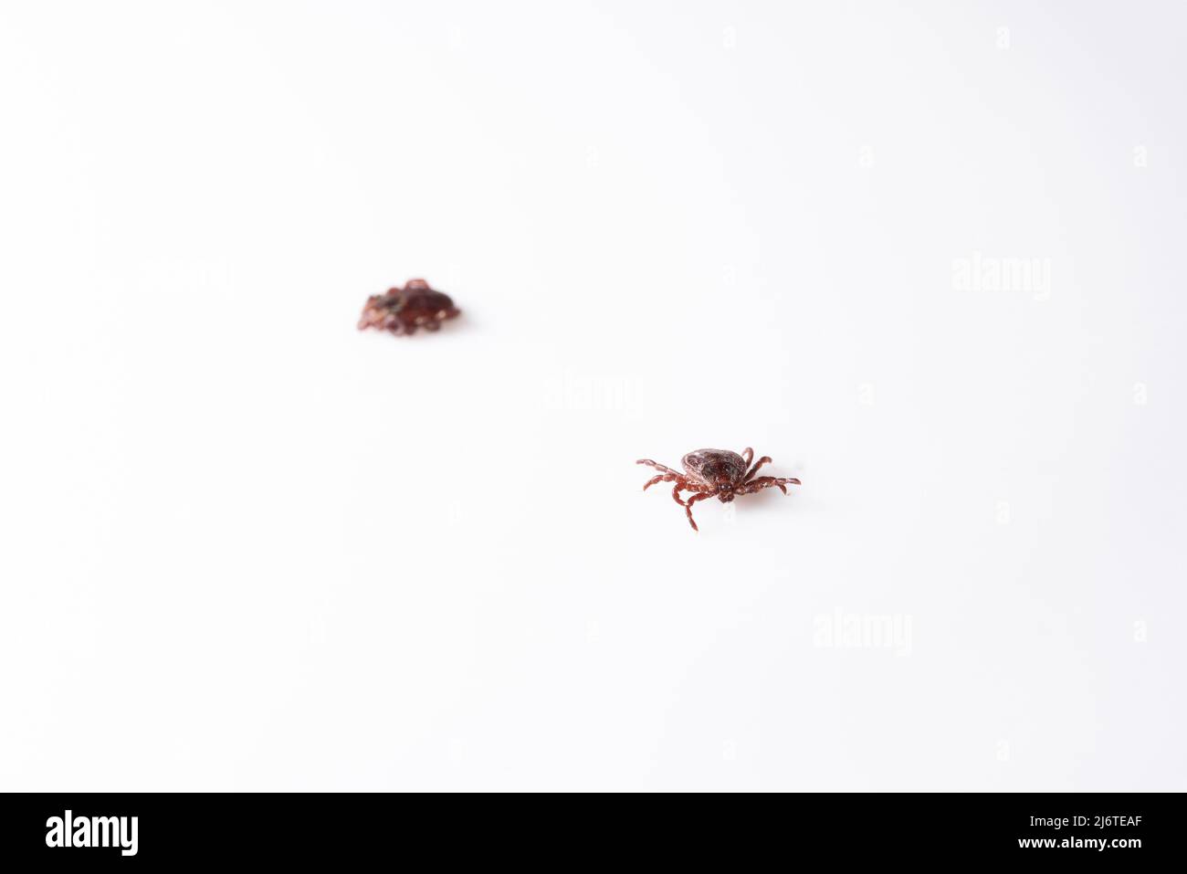 Insect tick isolated on a white background. A dangerous arachnid tick ...