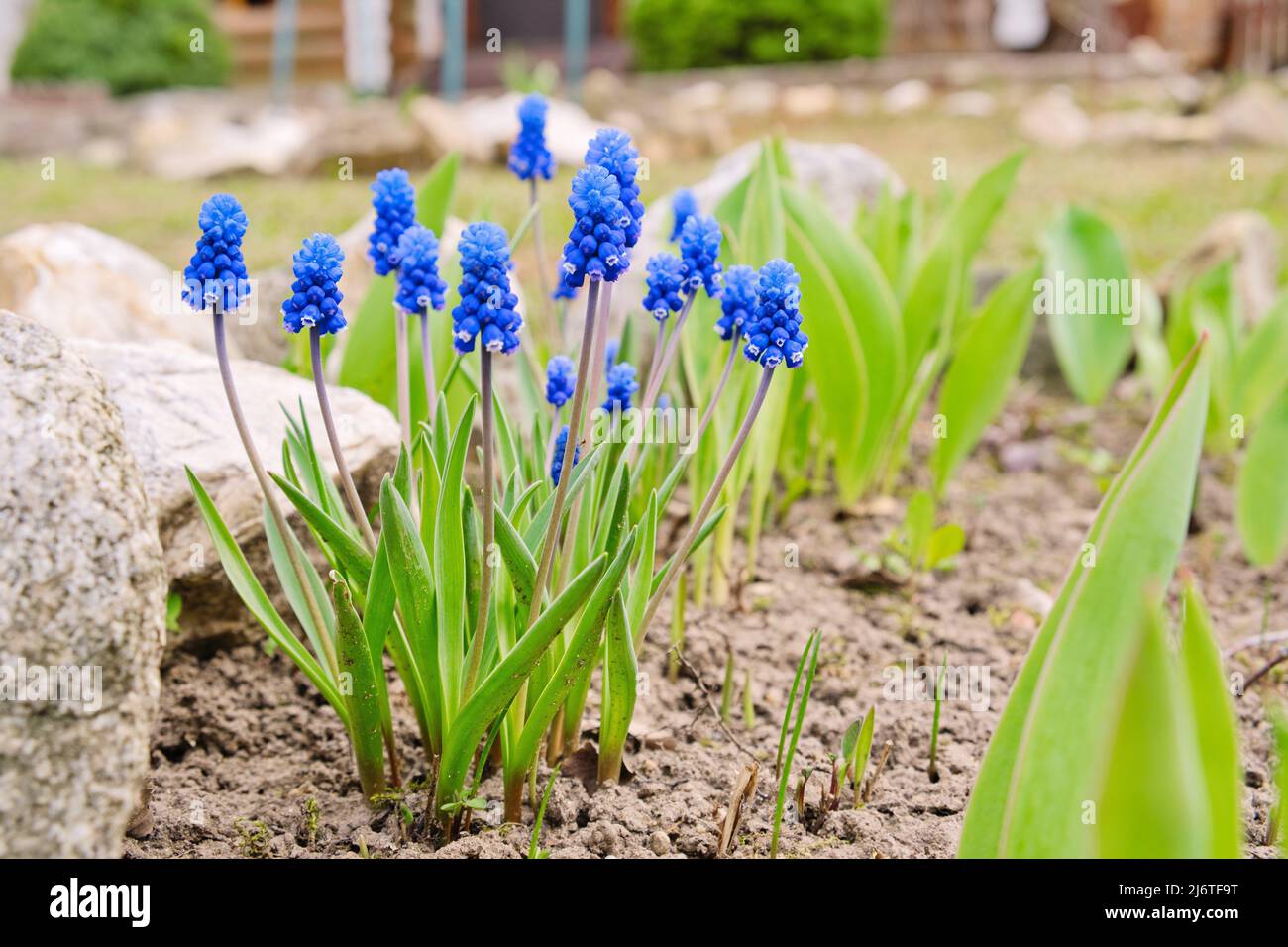 Muscari plant with blue flowers in spring. Grape hyacinth plant in ...