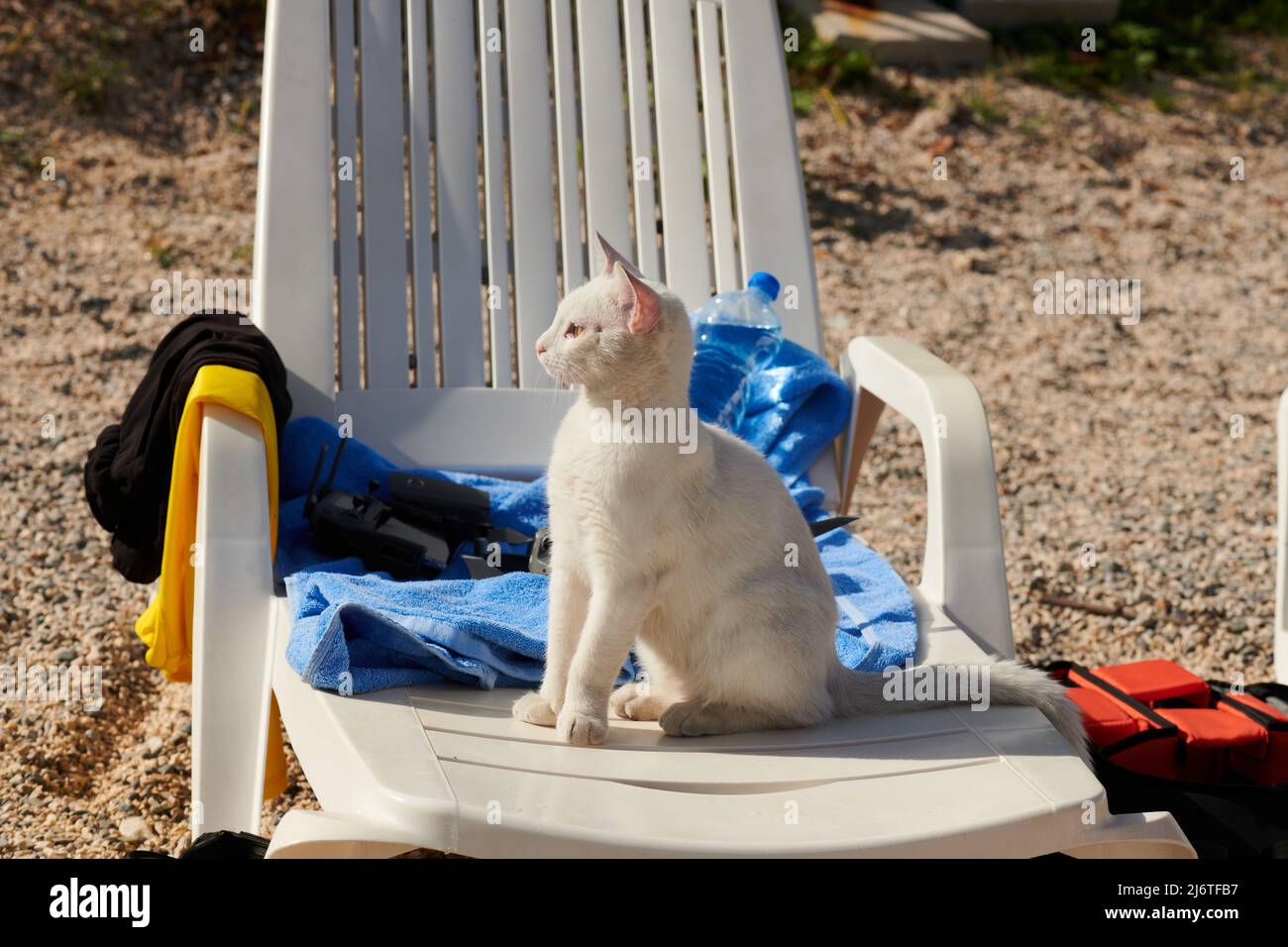 Cat on sunbed hi-res stock photography and images - Alamy