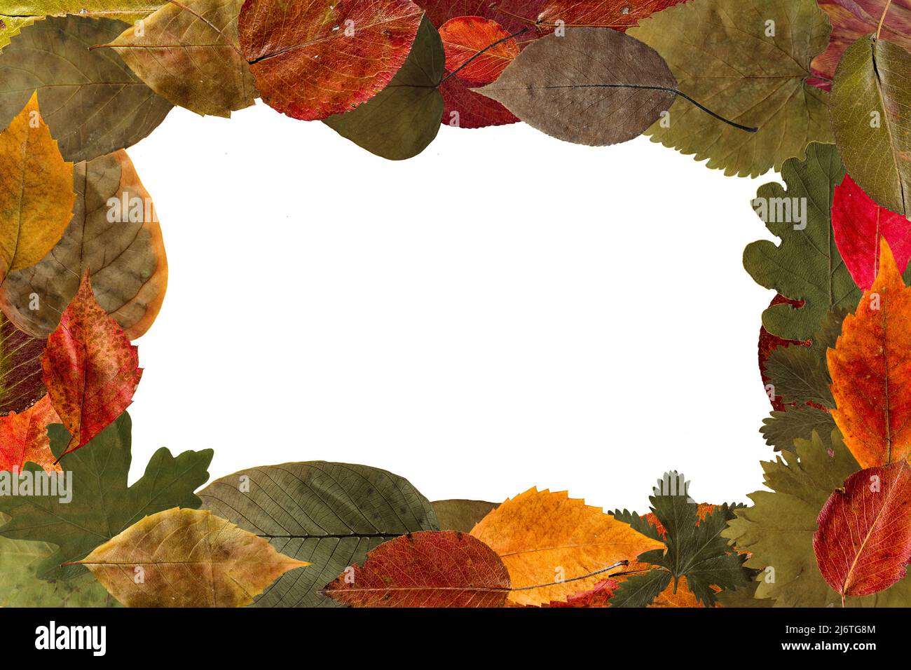 beautiful botanical frame made up of leaves Stock Photo - Alamy