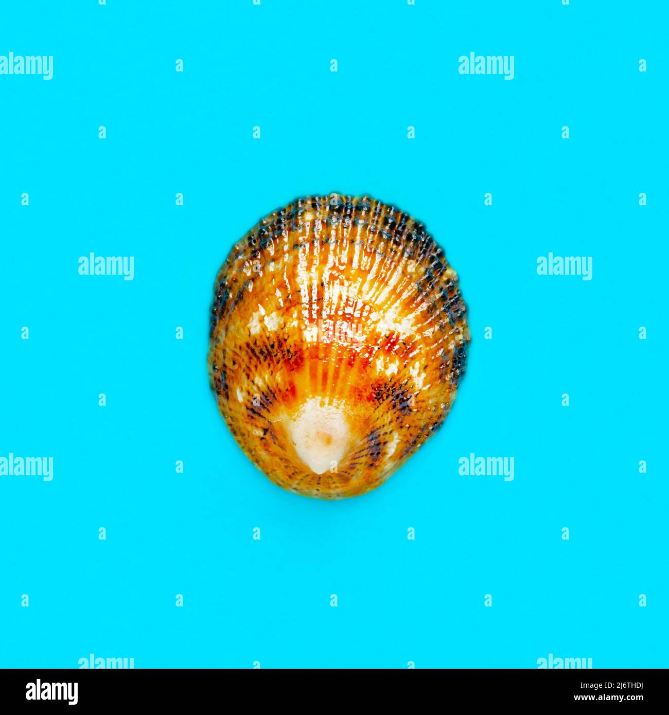 Flat Lay isolated image of a coastal seashell on a light blue ...