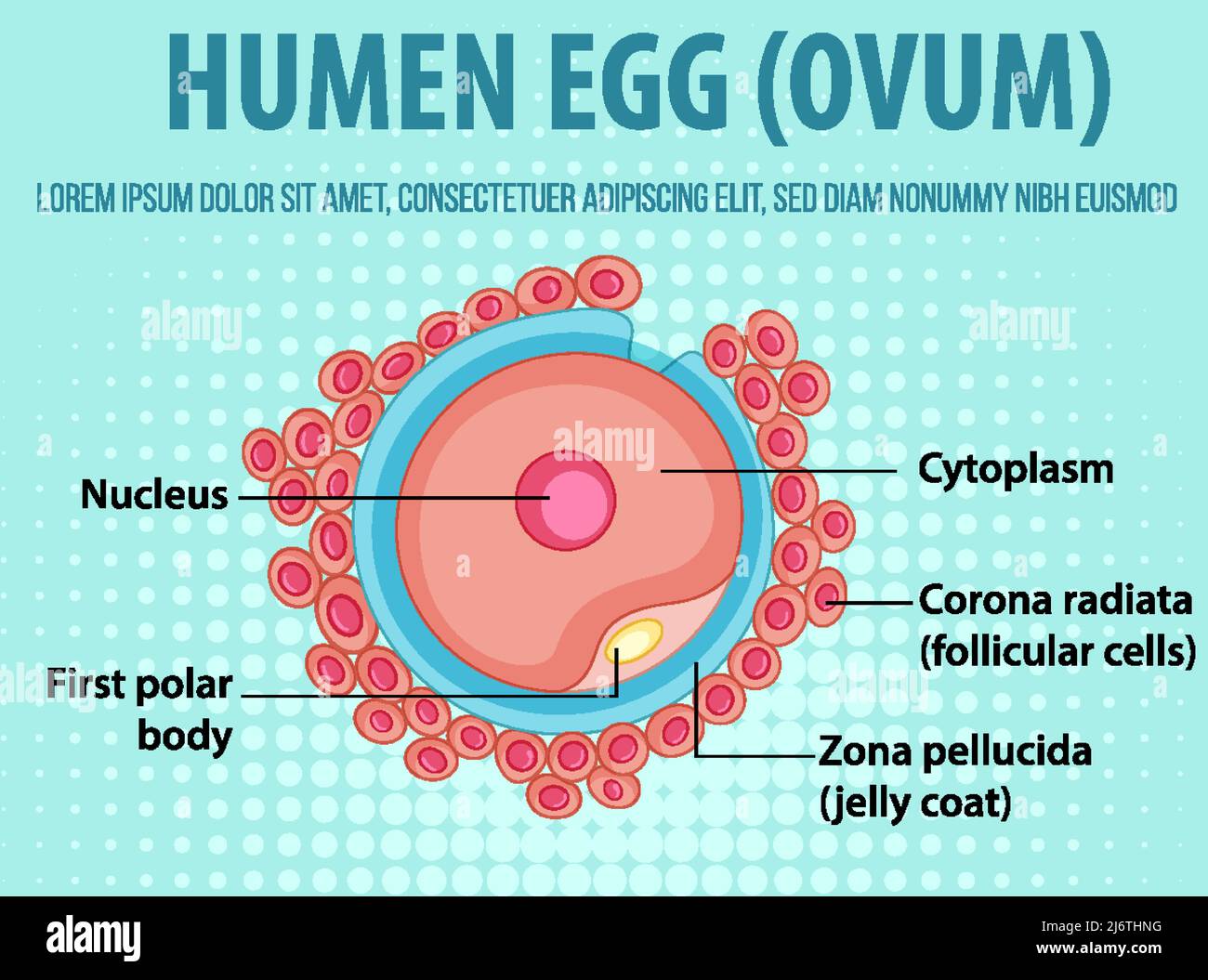 Diagram showing human egg ovum illustration Stock Vector Image & Art ...