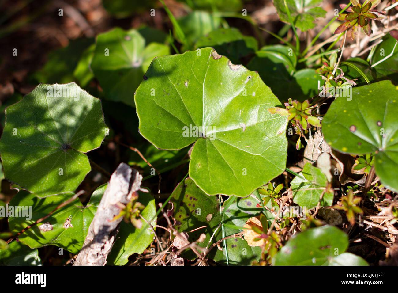Leopard plant hi-res stock photography and images - Alamy