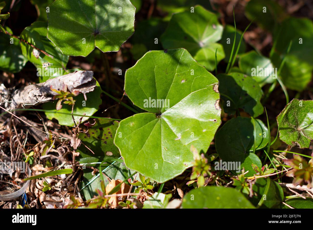 Leopard plant hi-res stock photography and images - Alamy