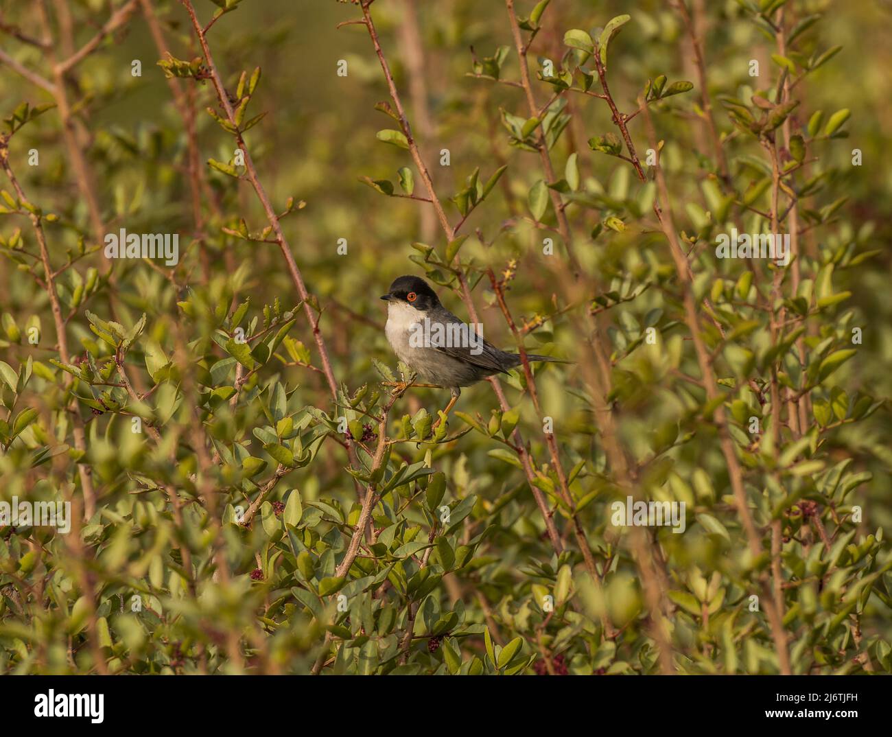 Sardinian warbler feeding young hi-res stock photography and images - Alamy