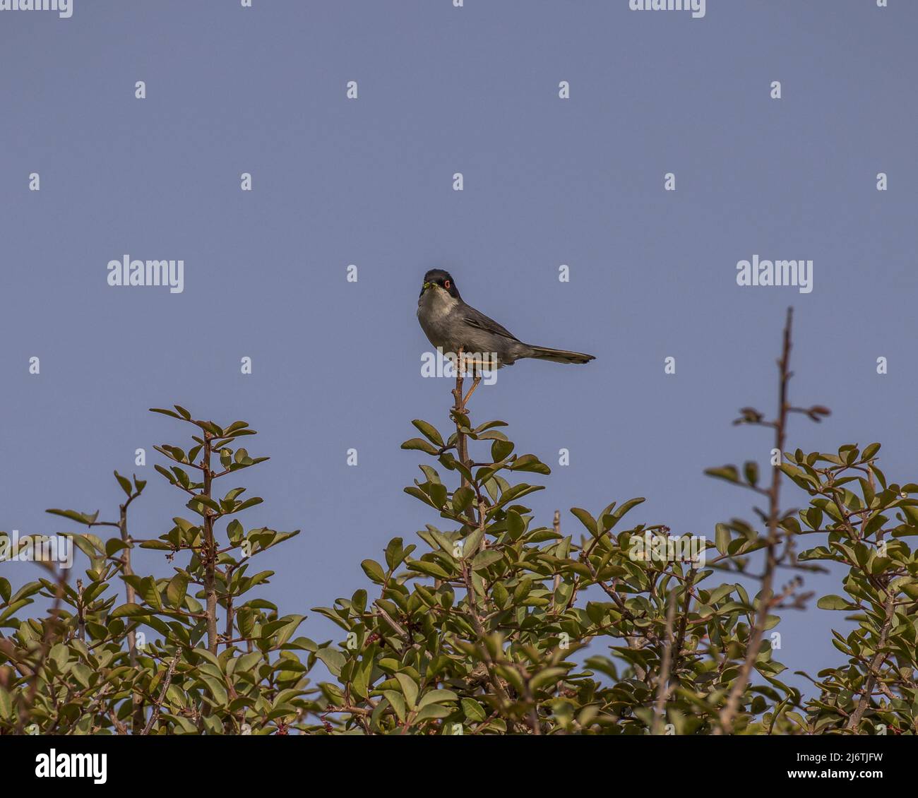 Male and female sardinian warbler captured together on a hi-res stock ...