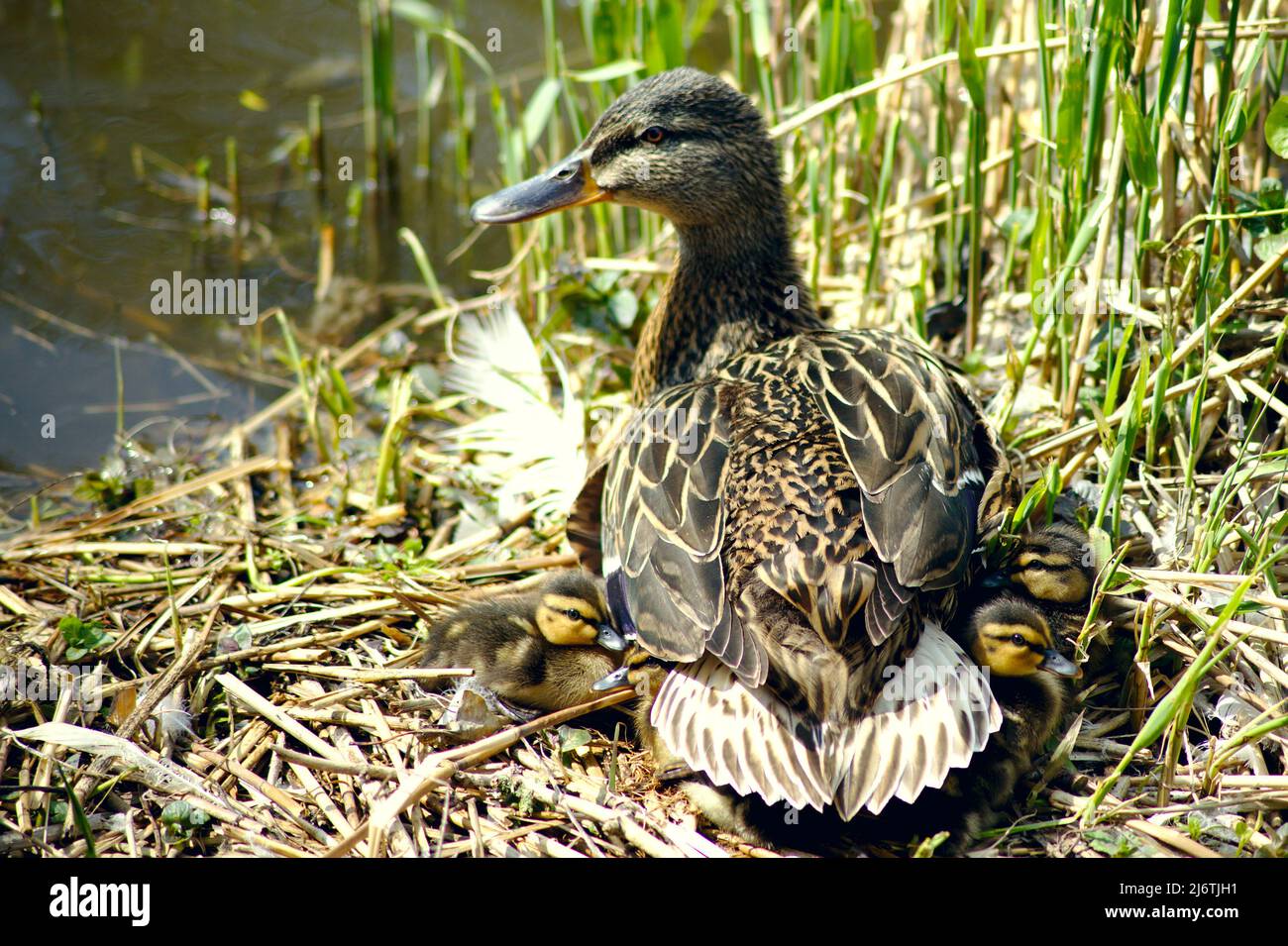 Ducklings grass nest hi-res stock photography and images - Alamy