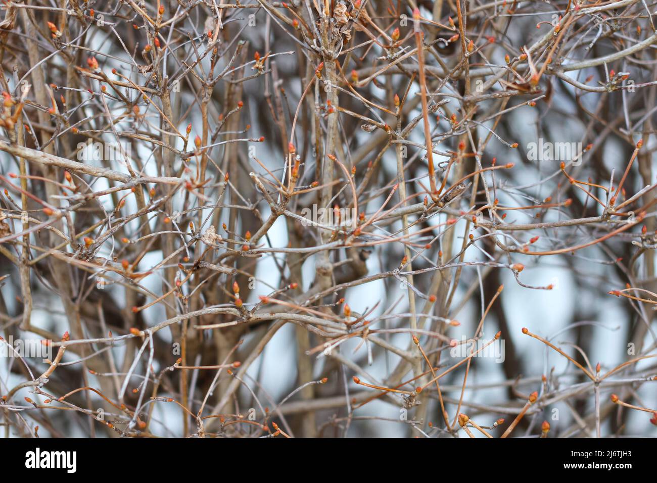 Dry twigs of Enkianthus perulatus known in Japan as doudan tsutsuji is ...