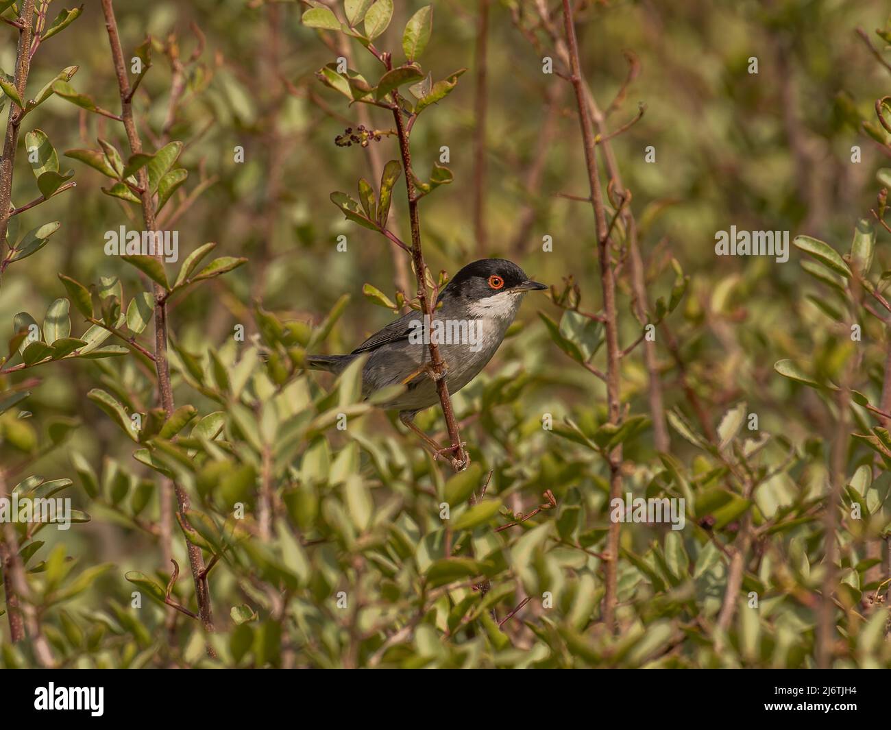 Male and female sardinian warbler captured together on a hi-res stock ...