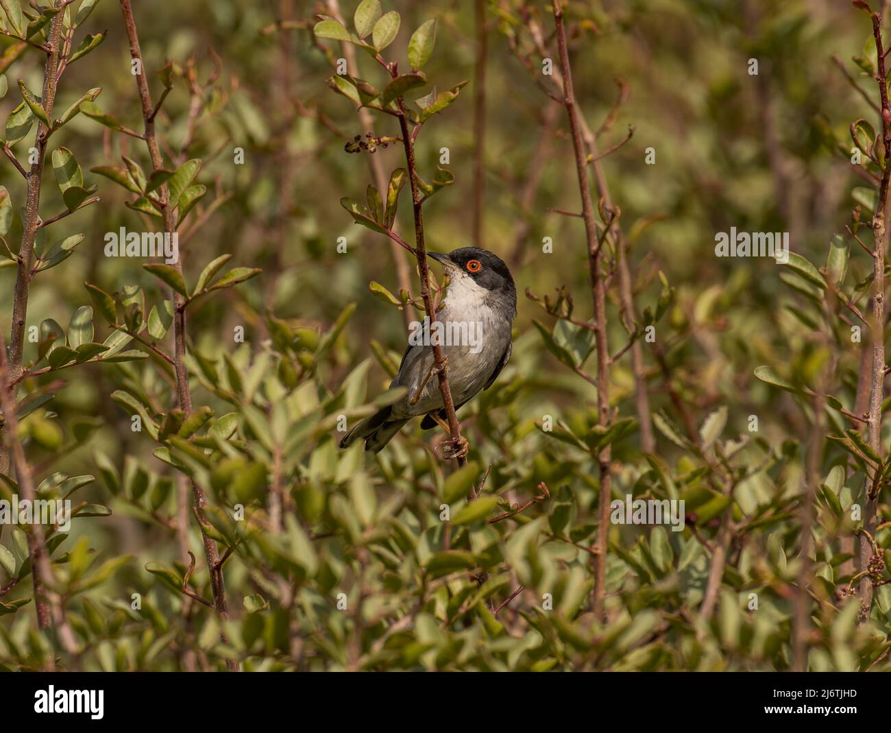 Male and female sardinian warbler captured together on a hi-res stock ...